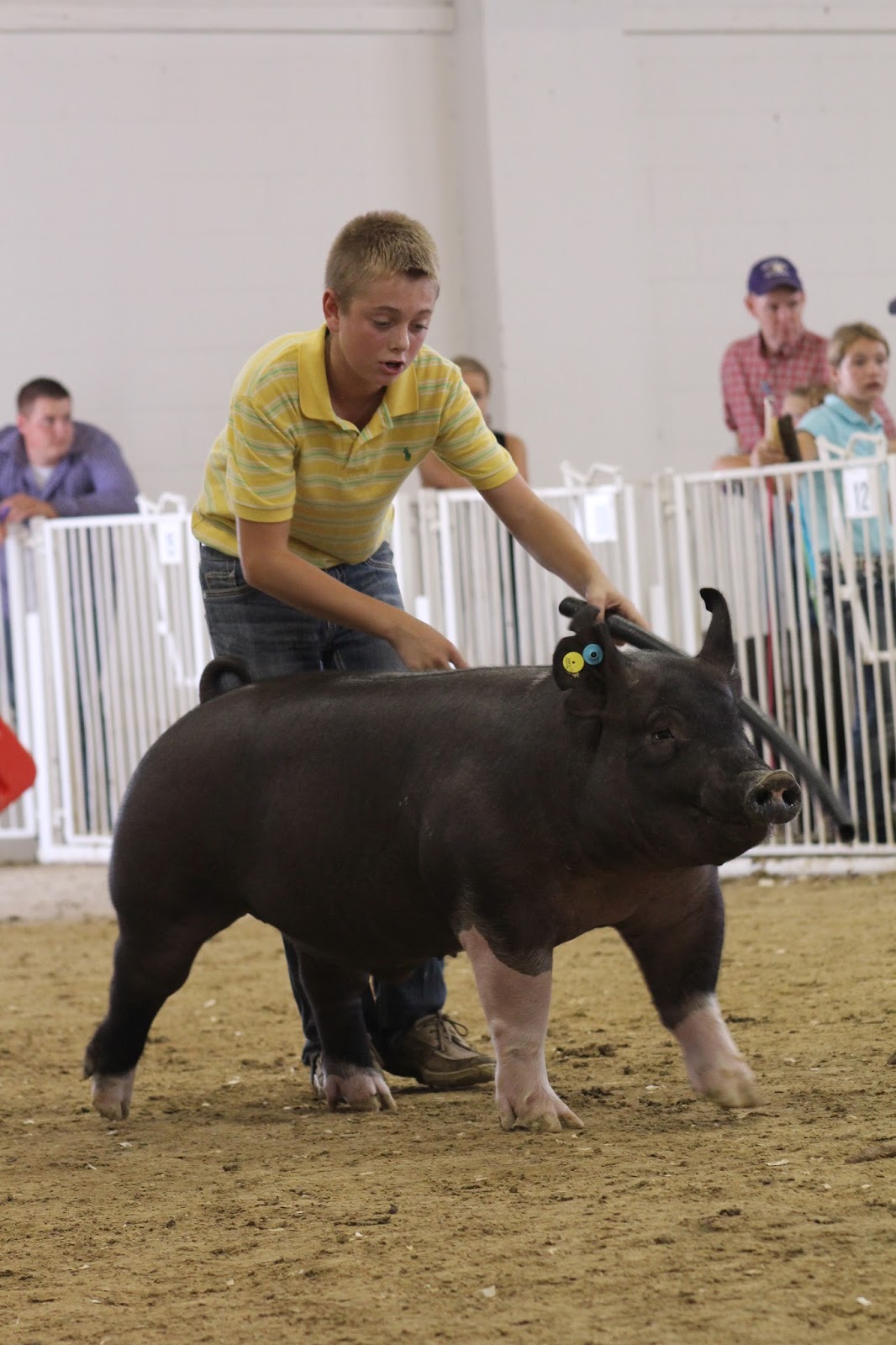 NSR Show & Sale Results: 2013 National Barrow Show Grand Champion Open ...