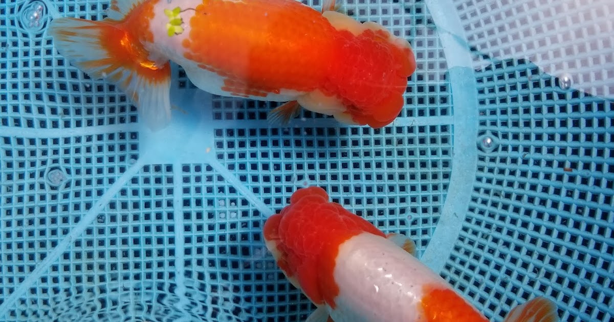 Ranchu Notes: New Groups of Baby Ranchu from Spawn 3