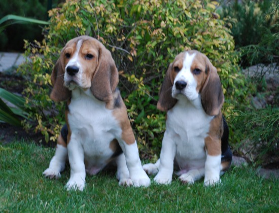 Šunų veislės: Biglis