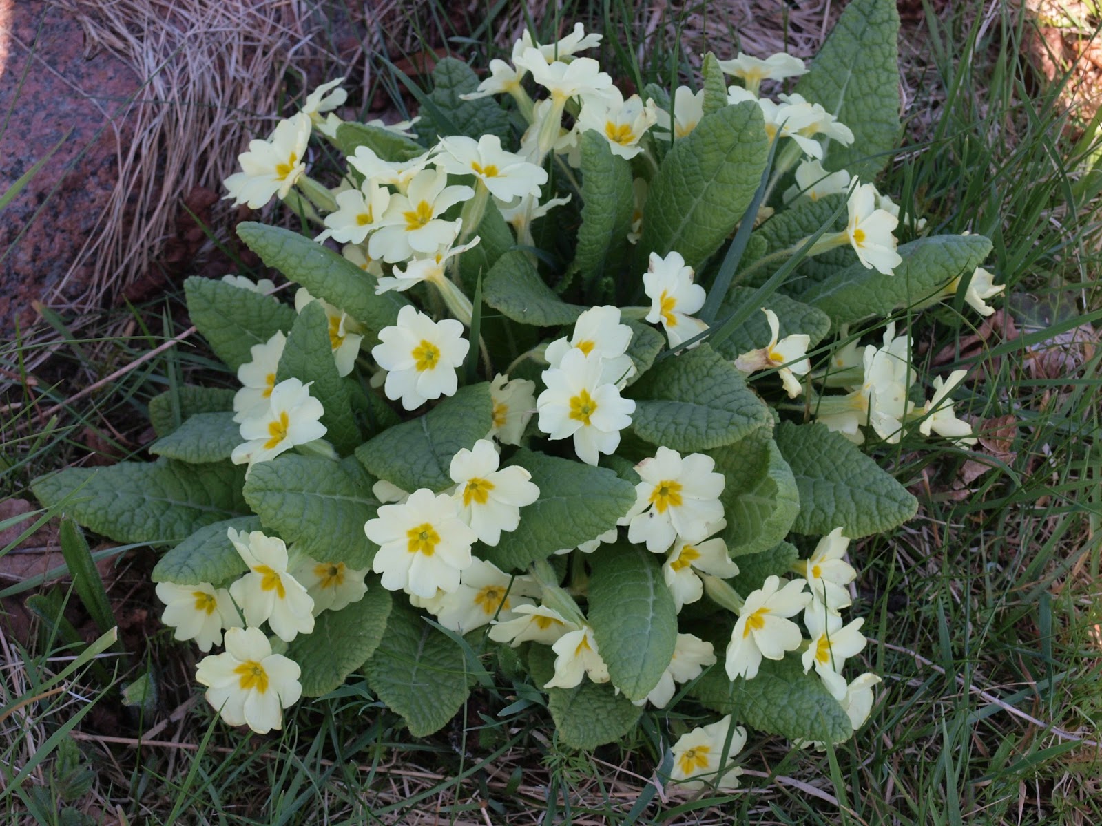 Ragged Robin's Nature Notes: Primrose Weekend at St Patrick's Church ...