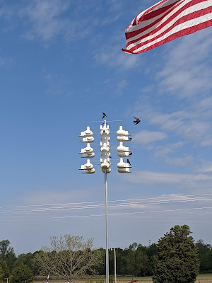 The Birds & The Bees: Easy DIY Purple Martin Gourd Rack