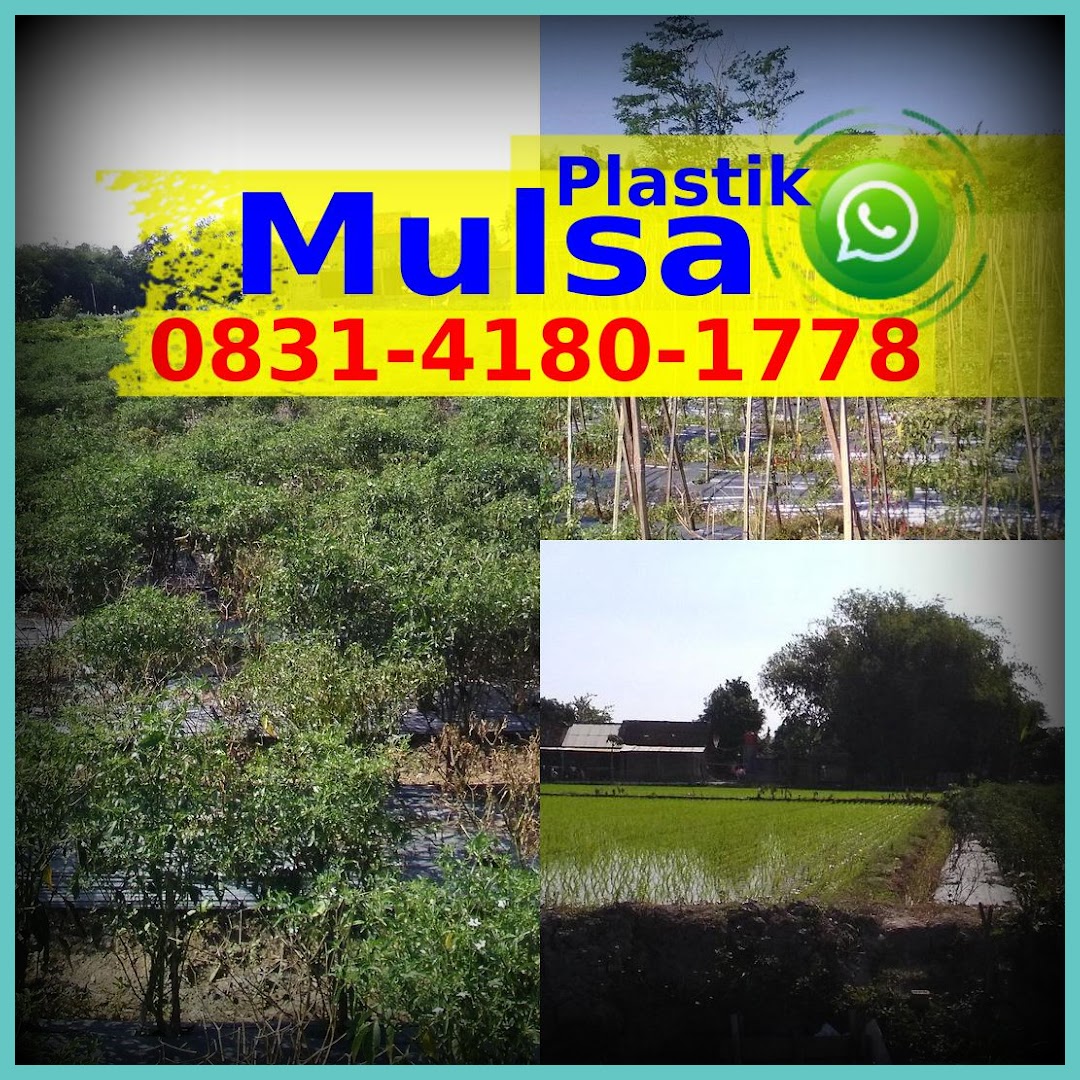 Pemasangan Mulsa Plastik Yang Benar – Ô8౩l-Կl8Ô-lᜪᜪ8 [wa] Jual Mulsa ...