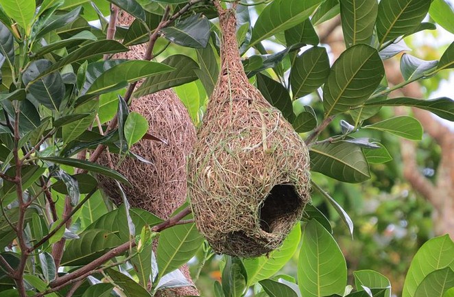 Mengenal Ciri-ciri dan Perilaku Burung Manyar Dengan Sarangnya Yang ...