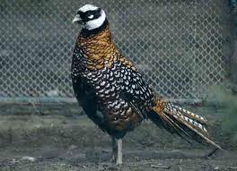 Crescatorie si preparate culinare din PREPELITE si FAZANI: FAZANI