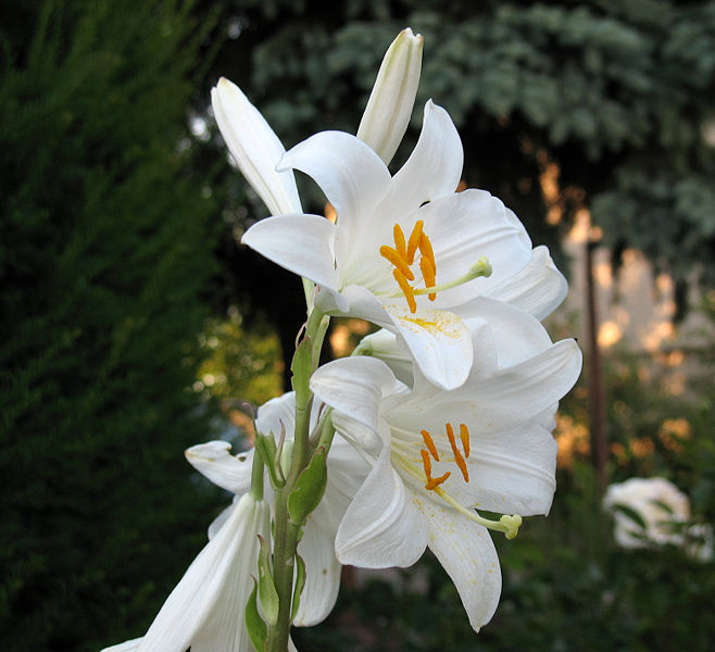 The Organic Gardener: Madonna Lily Flower