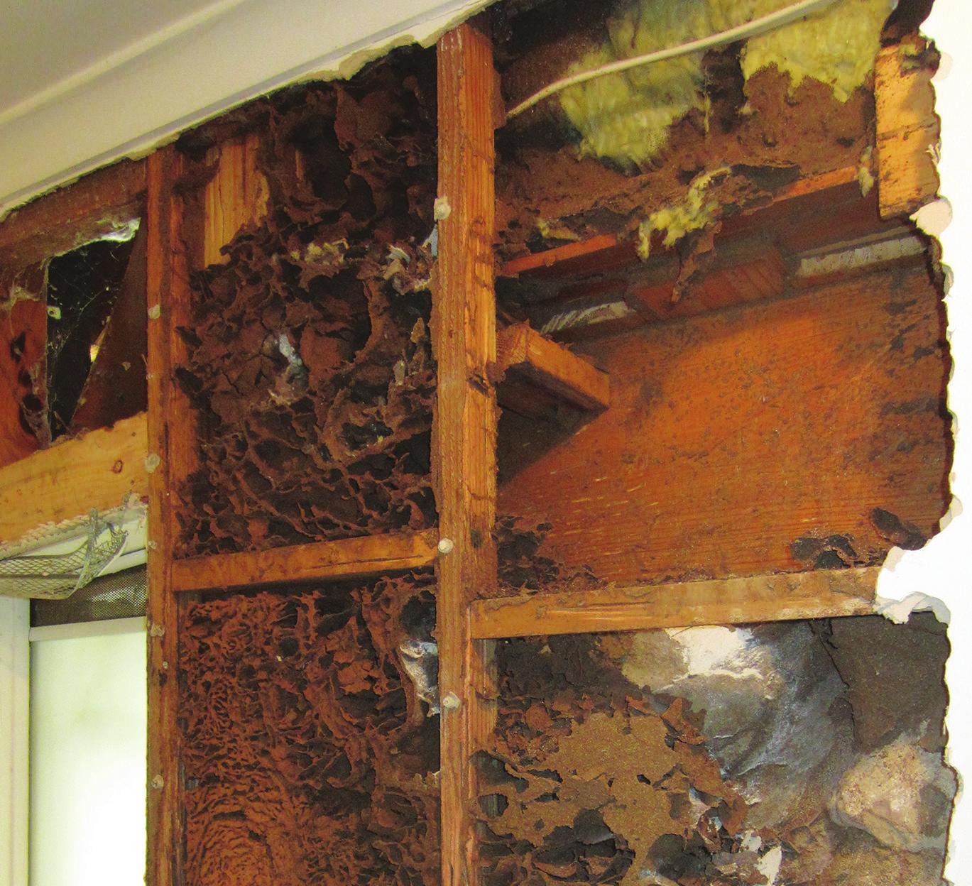 Safe Pest Control: How to handle the pest problem before the pest ...