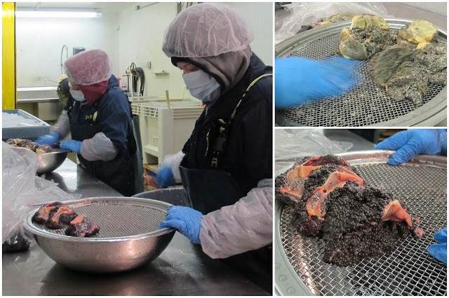 Caviar Harvesting is Almost Complete at Sterling Caviar - Munchie Musings