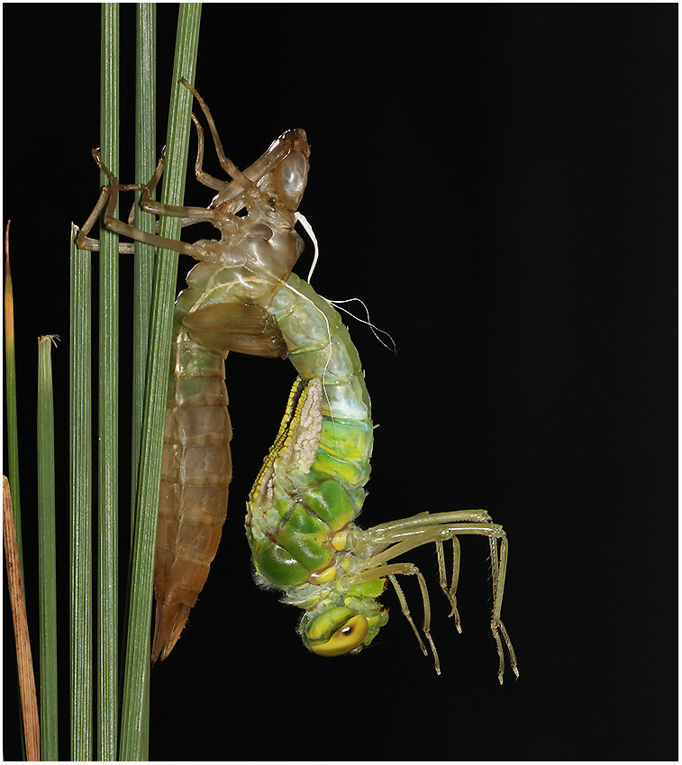Kent Dragonflies: The BEST Emergence Photos