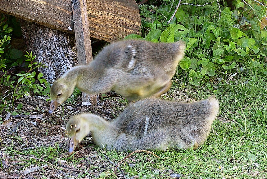 Living the life in Saint-Aignan: Barnyard birds in the Dordogne