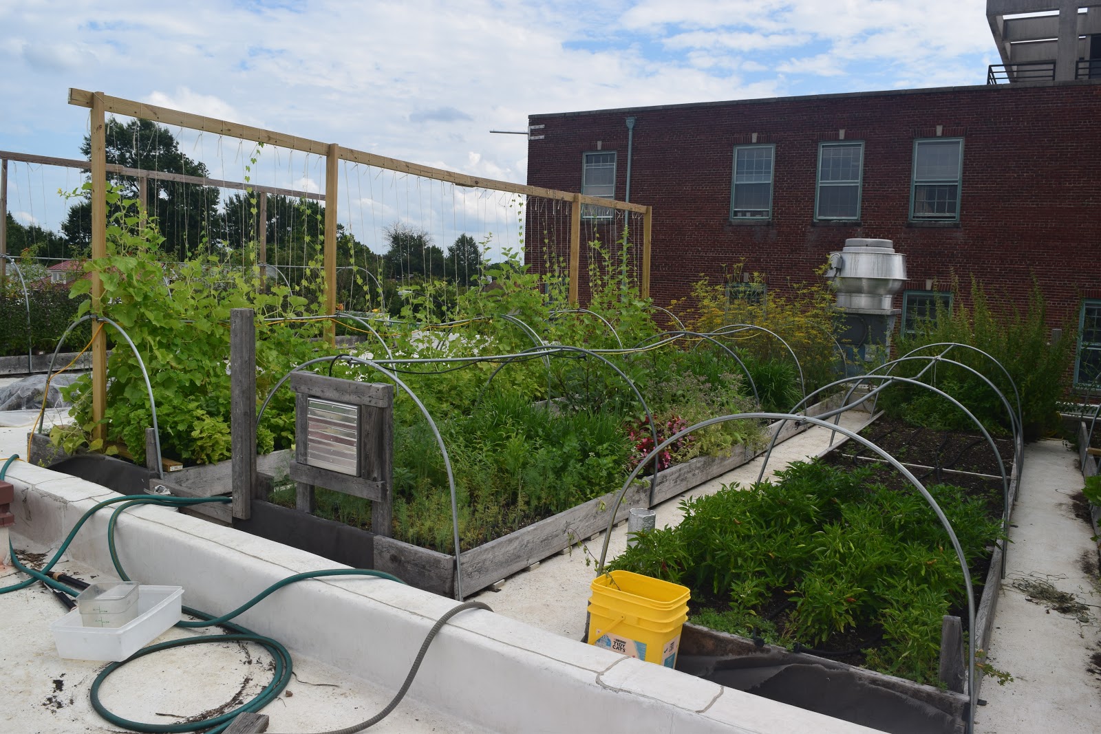 WashingtonGardener: Chef Gardens: Up the Ladder at Evening Star Cafe