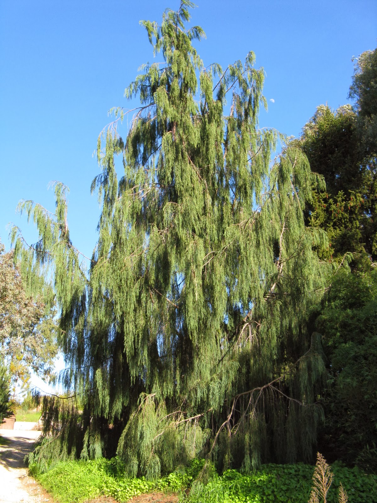 Trees of Santa Cruz County: Cupressus cashmeriana - Kashmir Cypressus