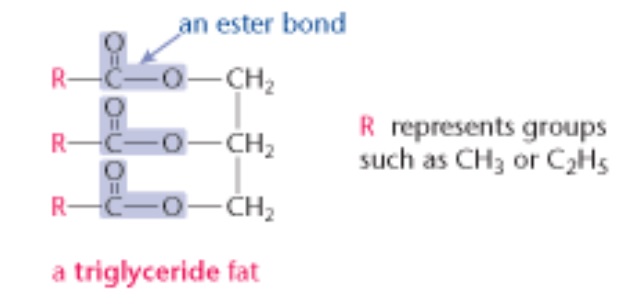 Student Study Notes: STPM Biology Biological Molecules Part 10 Lipid ...