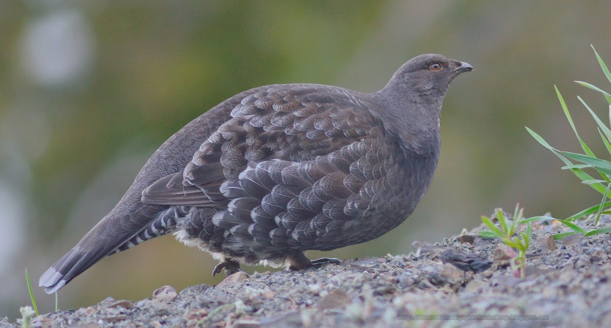 blue grouse wallpapers hd | Tops Wallpaper HD