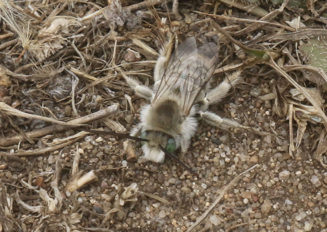 The Natural History of Bodega Head: Ghost bees