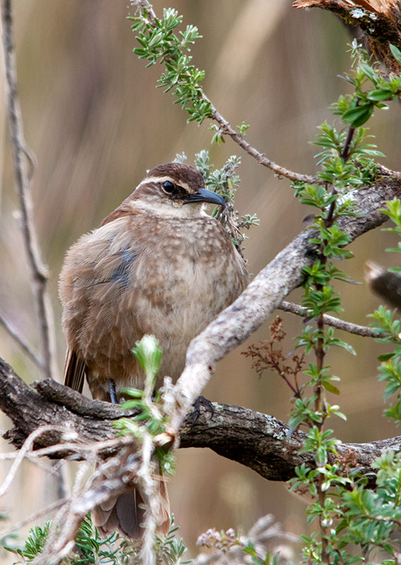 The Birds of Ecuador: A Few Notes on Some Fascinating Birds