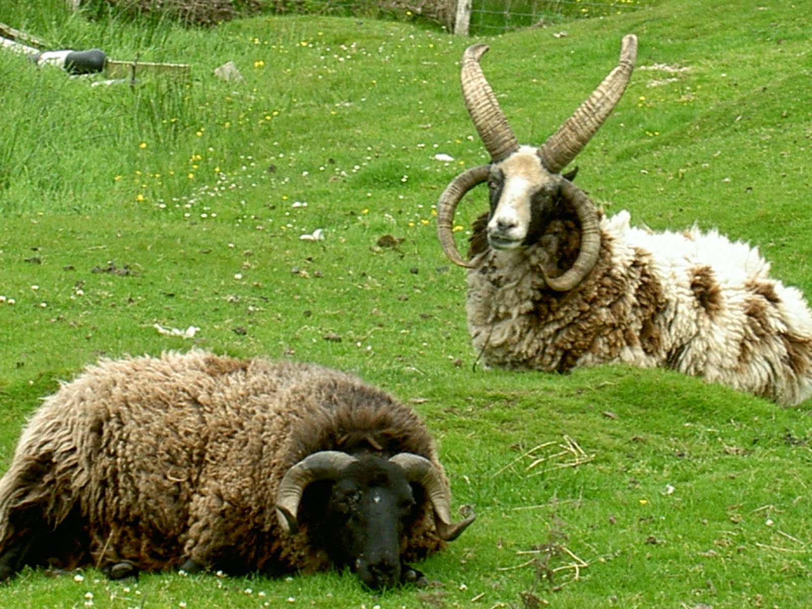 Did Ewe Know? Sheep Breeds ~ Amass Farming Tips & Info