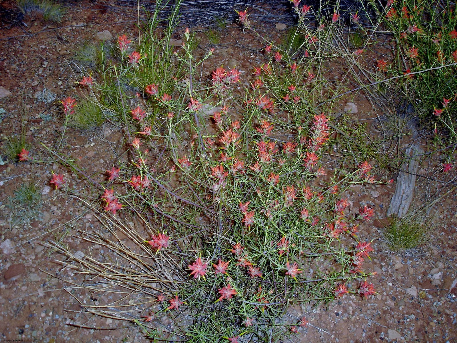 The Southwest Through Wide Brown Eyes: The Alive State of Utah.