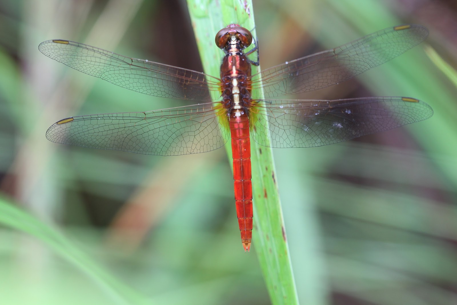 Rhodothemis rufa - Alchetron, The Free Social Encyclopedia