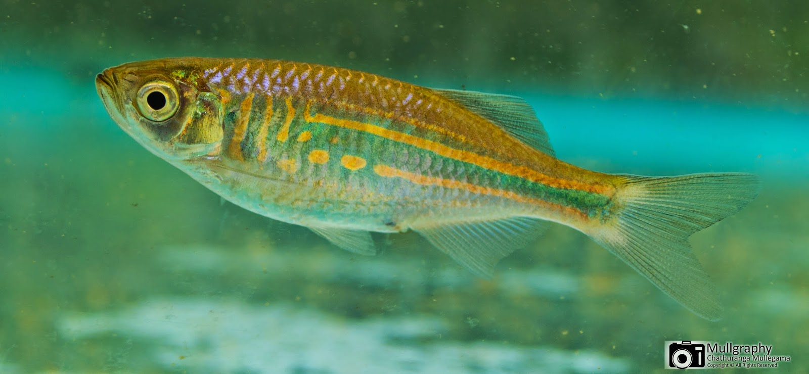 Danio malabaricus / Giant danio / dankola salaya | FRESHWATER FISHES OF ...