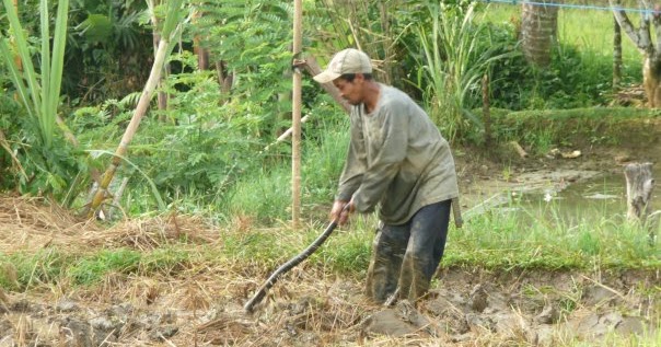 Beberapa Istilah Bertani di Daerah Jawa | P'O Store