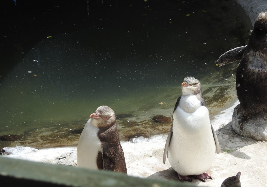 photographing New Zealand: critters and scenes