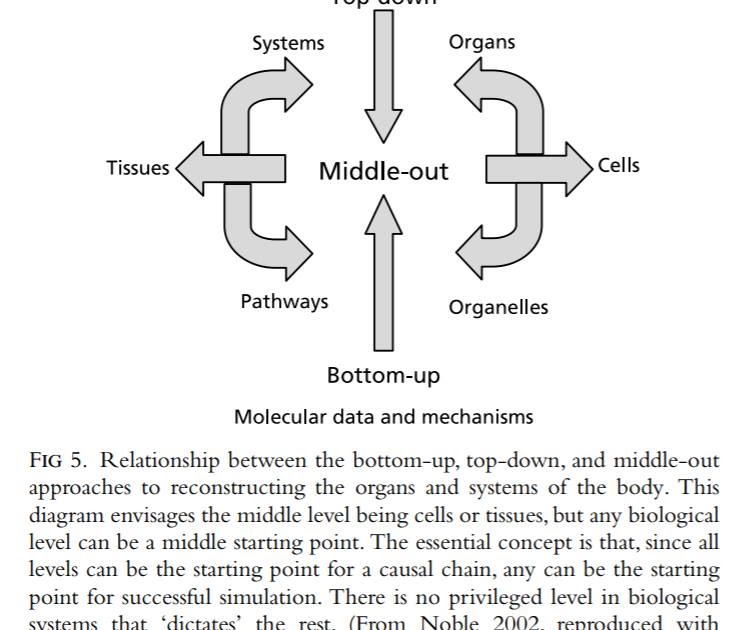Proactive Progressive Populism 2: Middle out