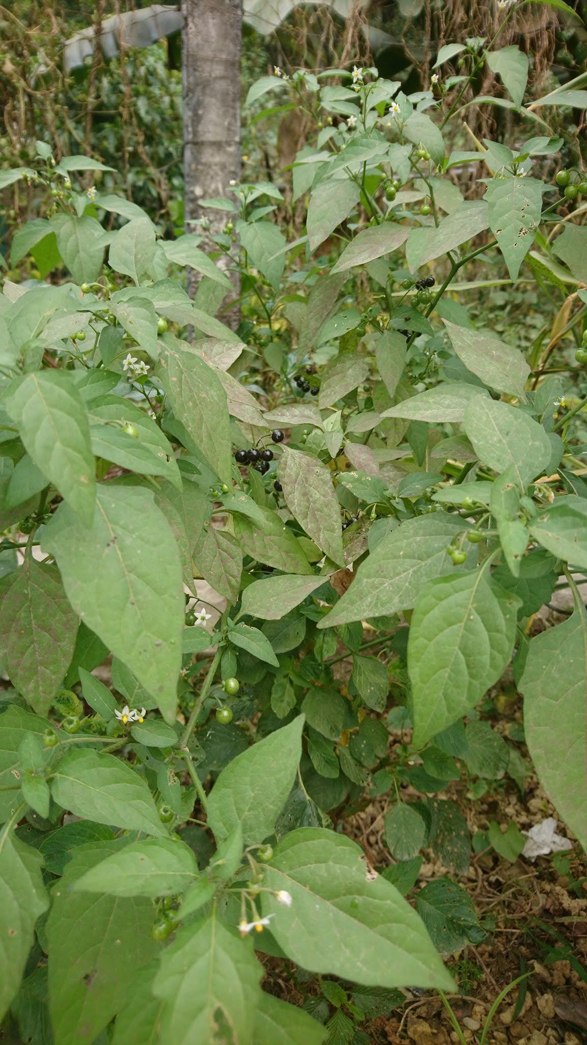 Solanum nigrum