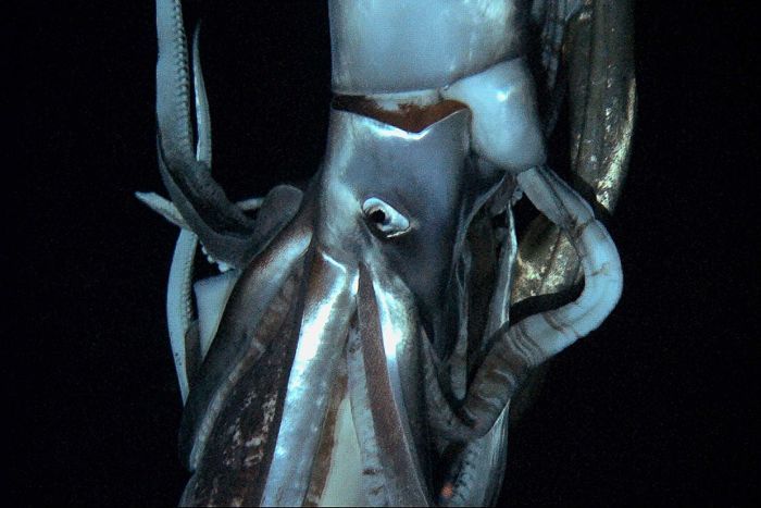 Species New to Science: [News 2013] Giant squid Architeuthis filmed for ...