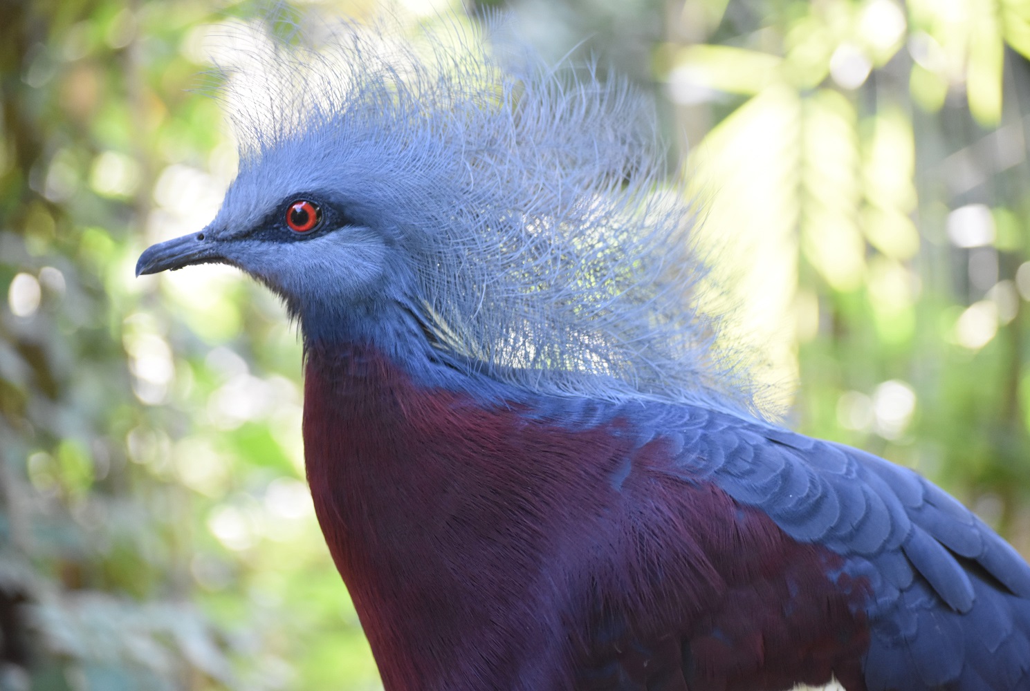 ZOOTOGRAFIANDO (6.100 ANIMALS): GOURA DE SCLATER / SCLATER´S CROWNED ...