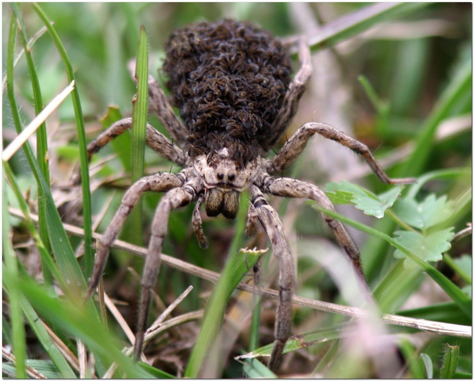 Tra Catria e Adriatico natura e storia: La vispa Teresa...