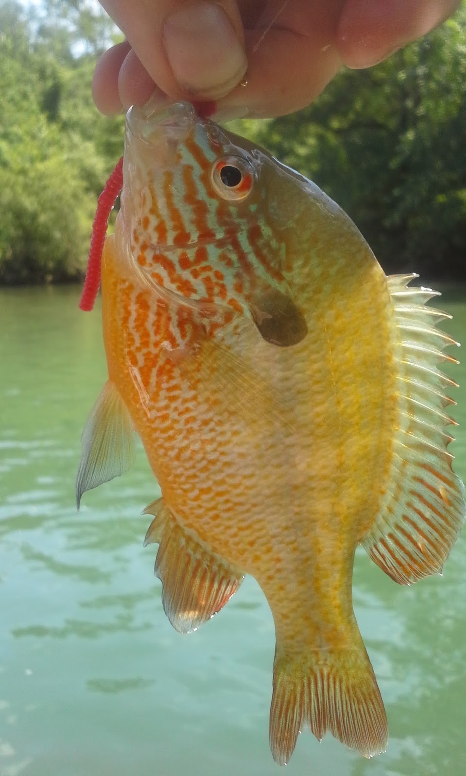 The Show Me Fly Guy: Fishing The Eleven Point River