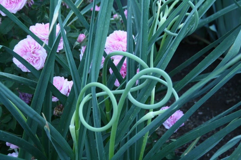 The Flower Bin: Tips for Growing Garlic