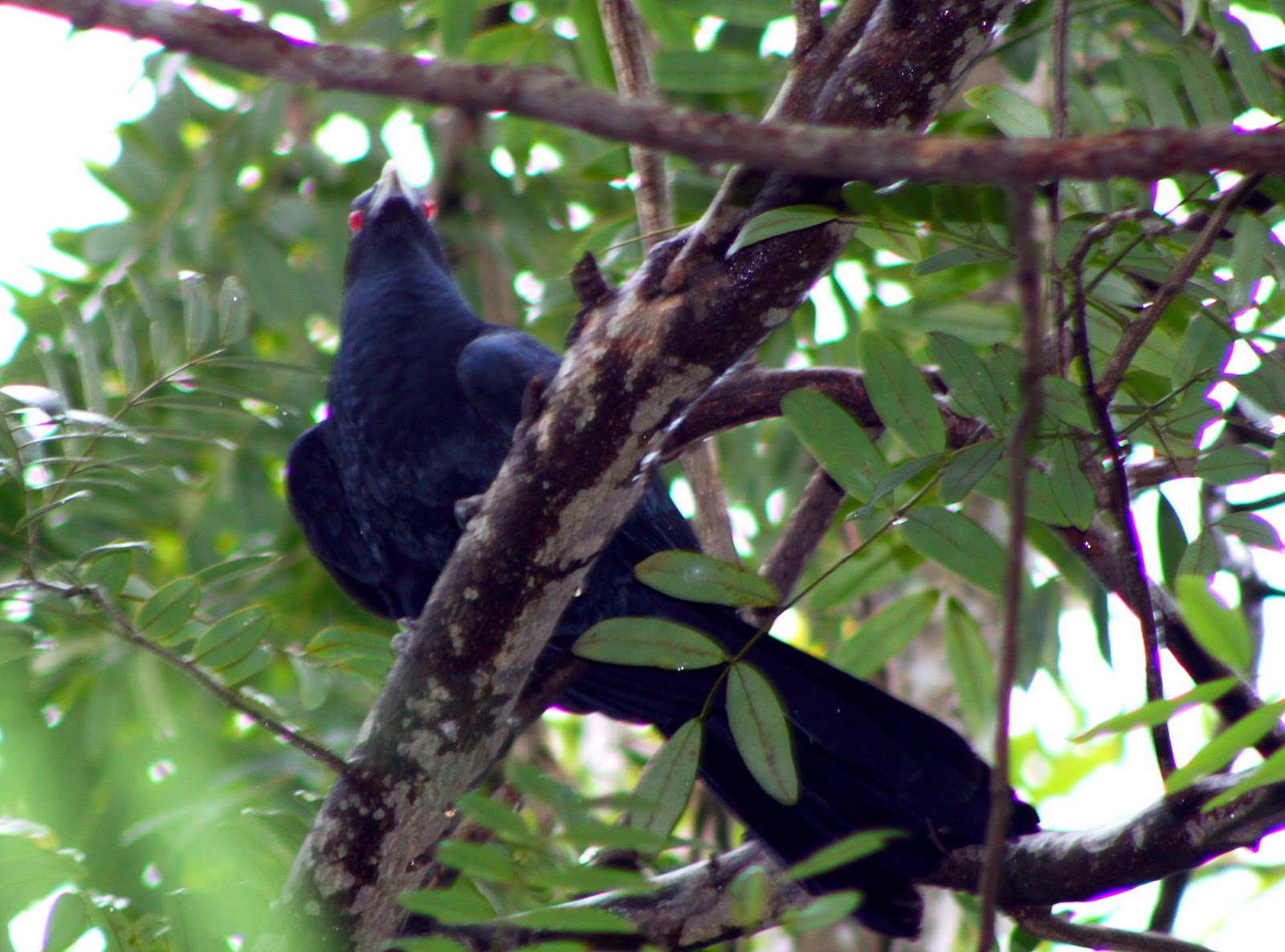 SOUTH EAST ASIA BIRDS - Malaysia birds paradise: Asian Koel