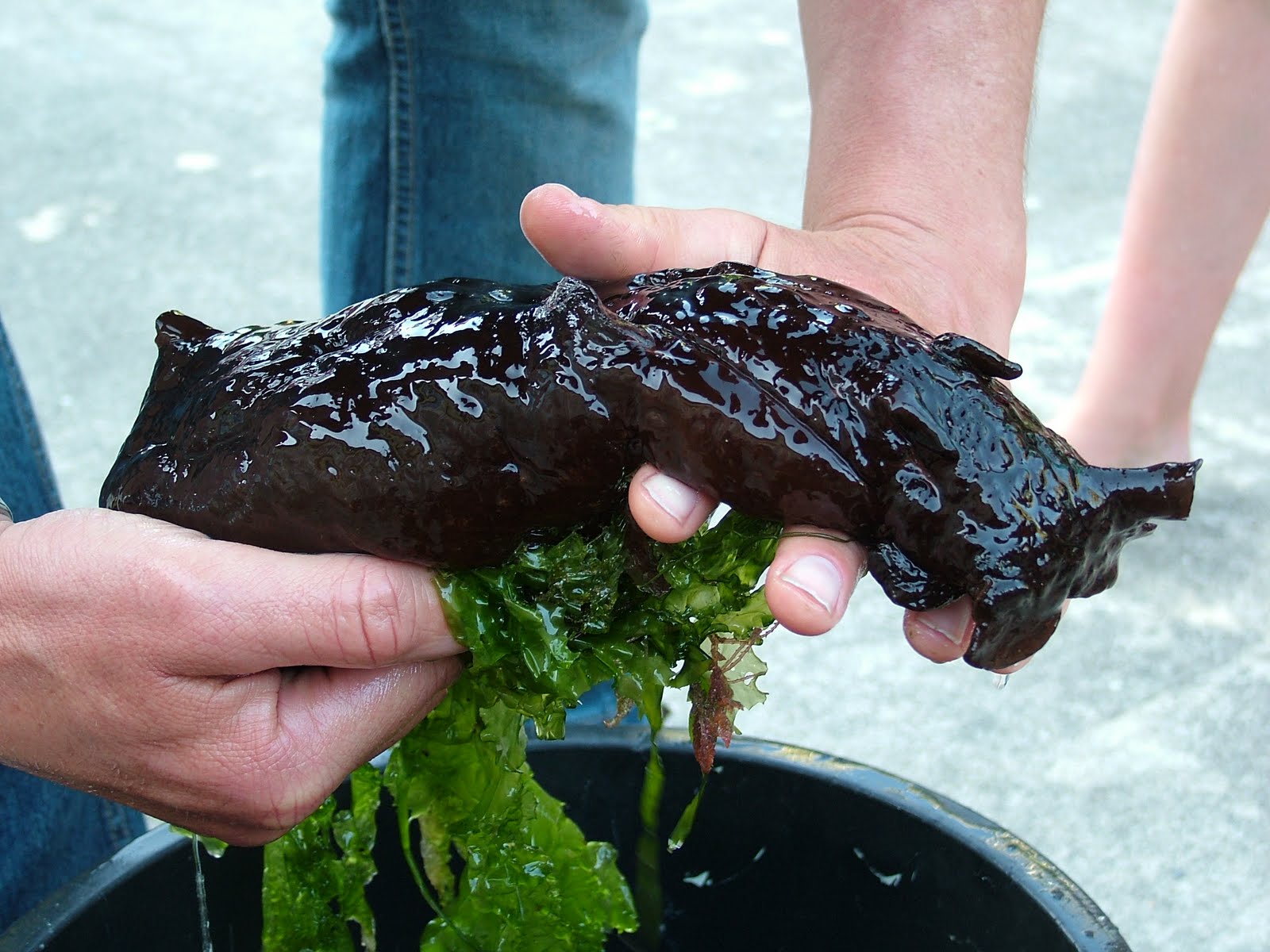 SCILLYSPIDER: Aplysia depilans Sea Slug