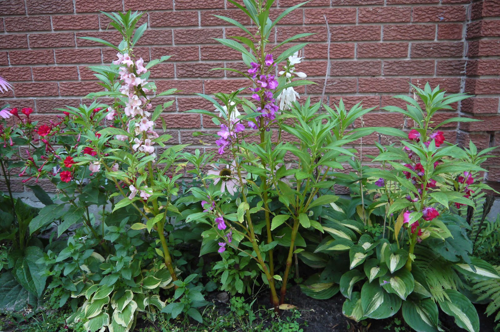 Live, Love, Climb!: Impatients balsamina (Rose balsam, touch me not ...