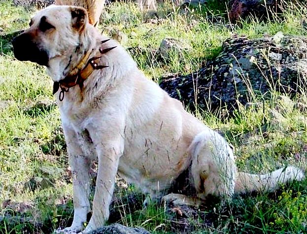 BLOGOCIOLOGICO: EL PERRO MÁS PODEROSO DEL MUNDO: "EL KANGAL TURCO"