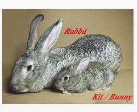 Animals and Thier young ones - Kutties Hour