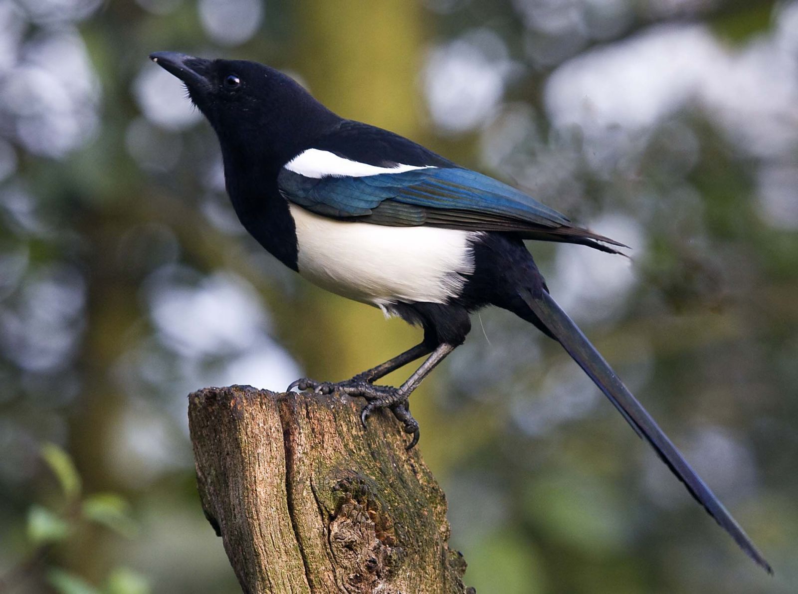 Rosa Rubicondior: Evolutionists Have Even More to Crow About