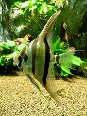 Jenis Jenis Ikan Hias AngelFish aka Manfish (Pterophyllum spesies)