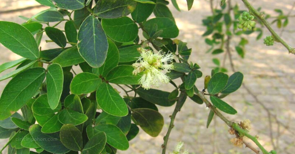 Ciri Ciri Pohon Asem Londo (Pithecellobium dulce) Di Alam Liar ...