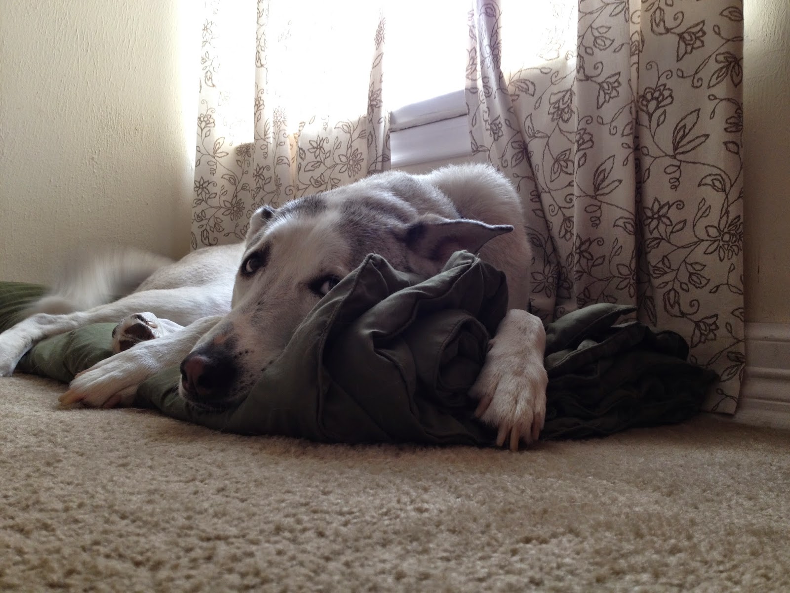 Wyvern Oaks: Legless right-angle dog