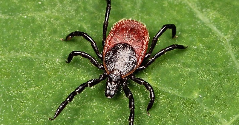 Variety of Life: Ixodes (Ixodes)