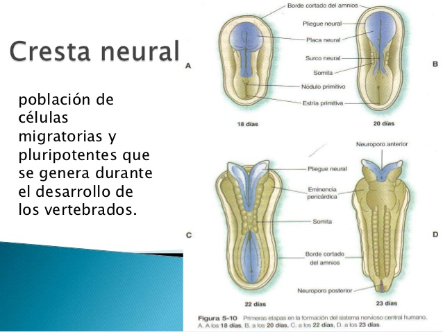Histoembriologia: Sistema Nervioso