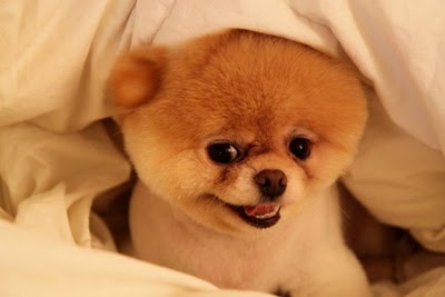 Boo, The Cutest Dog Ever Has Millions Of Fans On Facebook