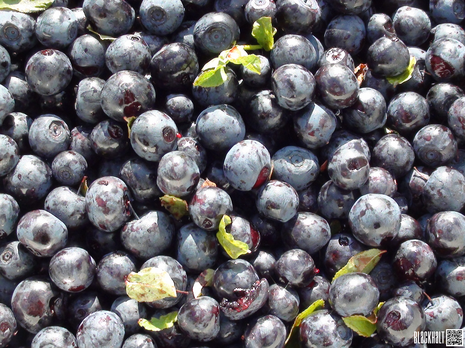 Zilenes un mellenes - PhotoBlogSite