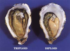 As Many Exceptions As Rules: Carp Diem - Polyploid Fish Seize The Day