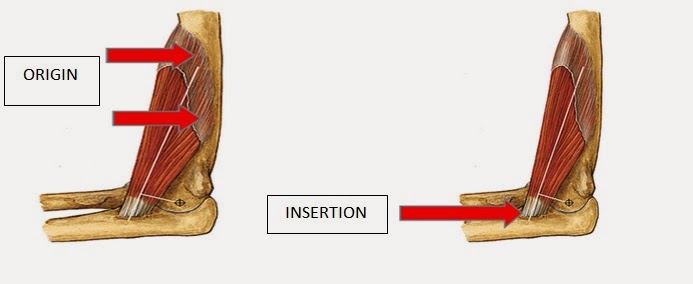 More than strength: Union joints and actions of muscles/ Sitios de ...