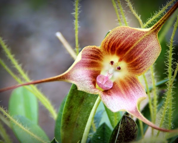 Flower Homes: Monkey Orchid Flowers