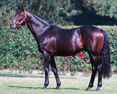 Caballos: Caballo pura sangre