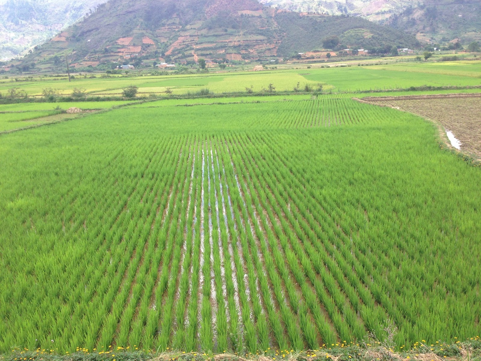 OUT OF AFRICA: Madagascar, Land of Rice Paddies and Lemurs